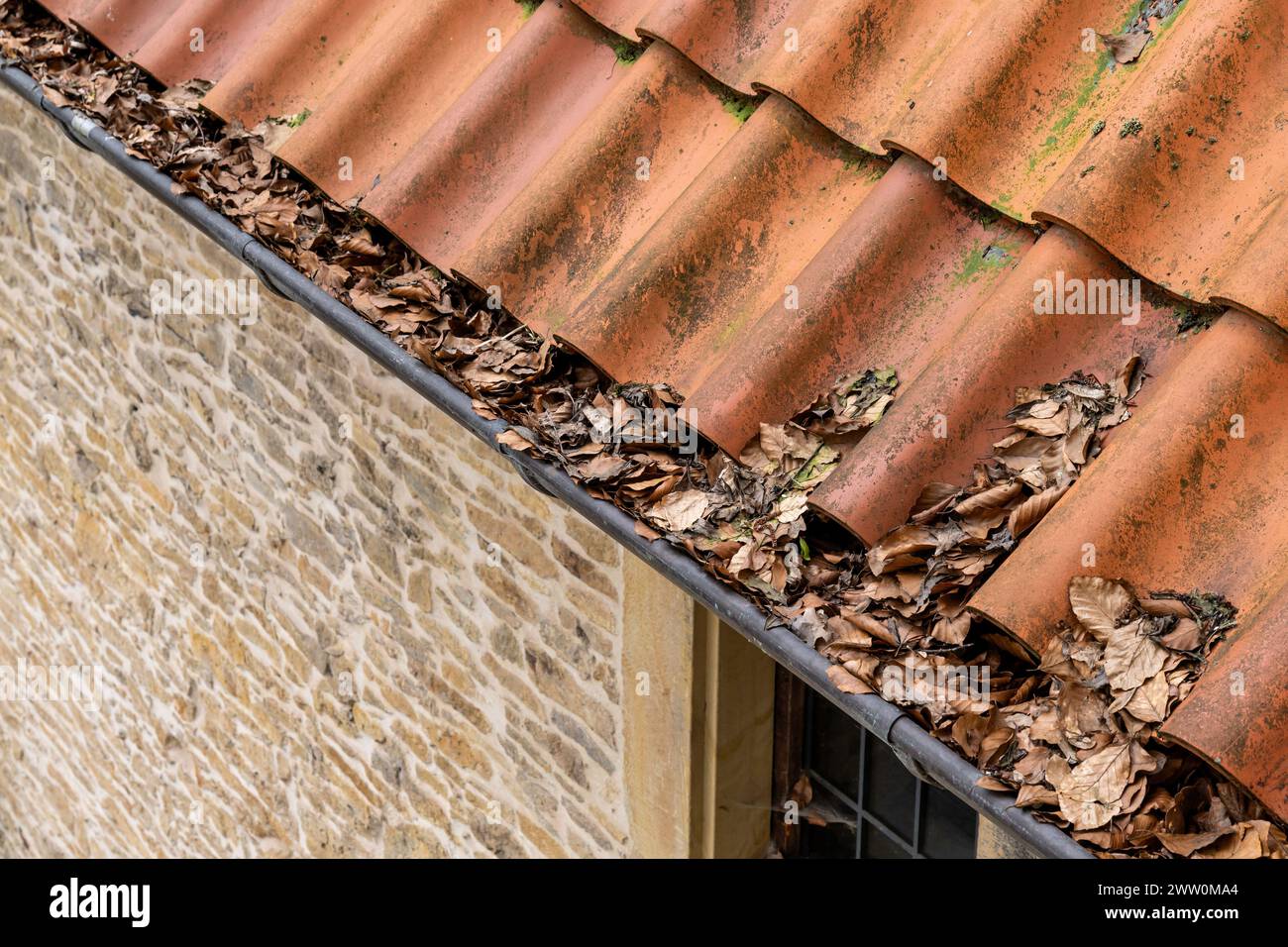 House building leaf leaves hi-res stock photography and images - Alamy