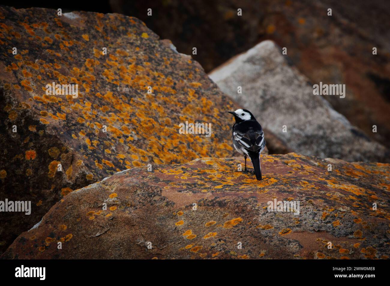 Small white wagtail bird hi-res stock photography and images - Alamy