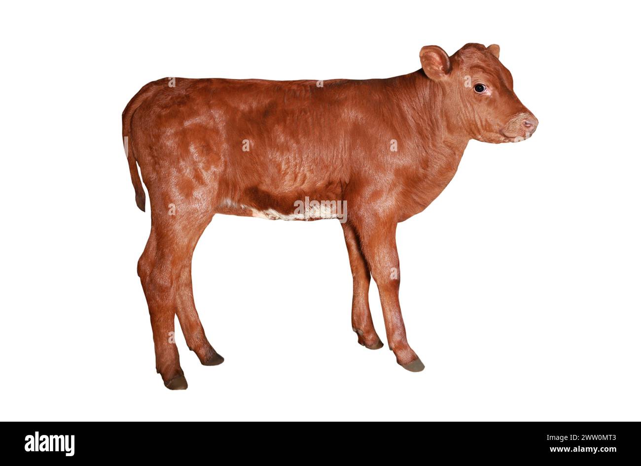 bull-calf isolated on a white background Stock Photo - Alamy