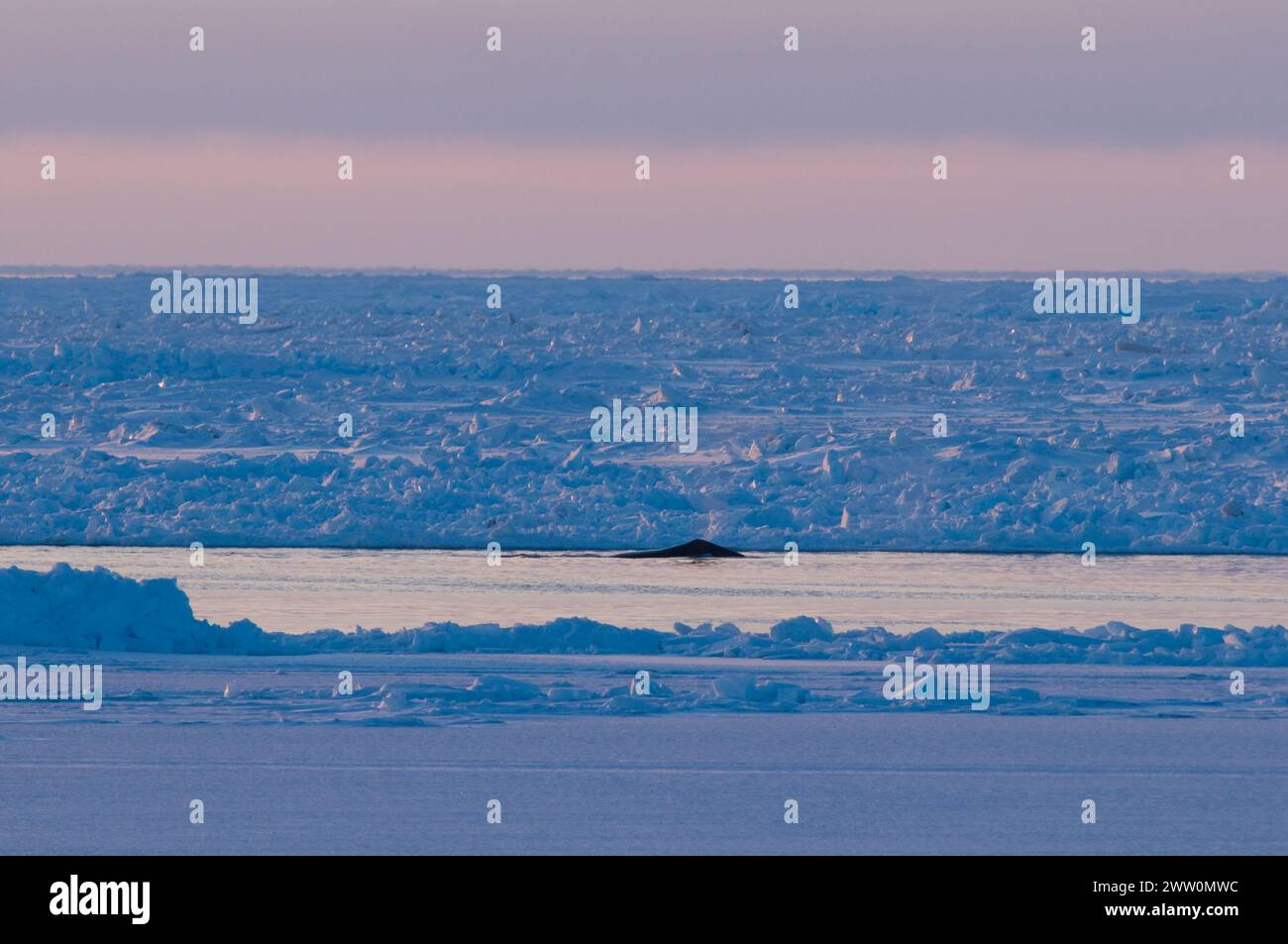 bowhead whale, Balaena mysticetus, adult swims through an open lead in ...