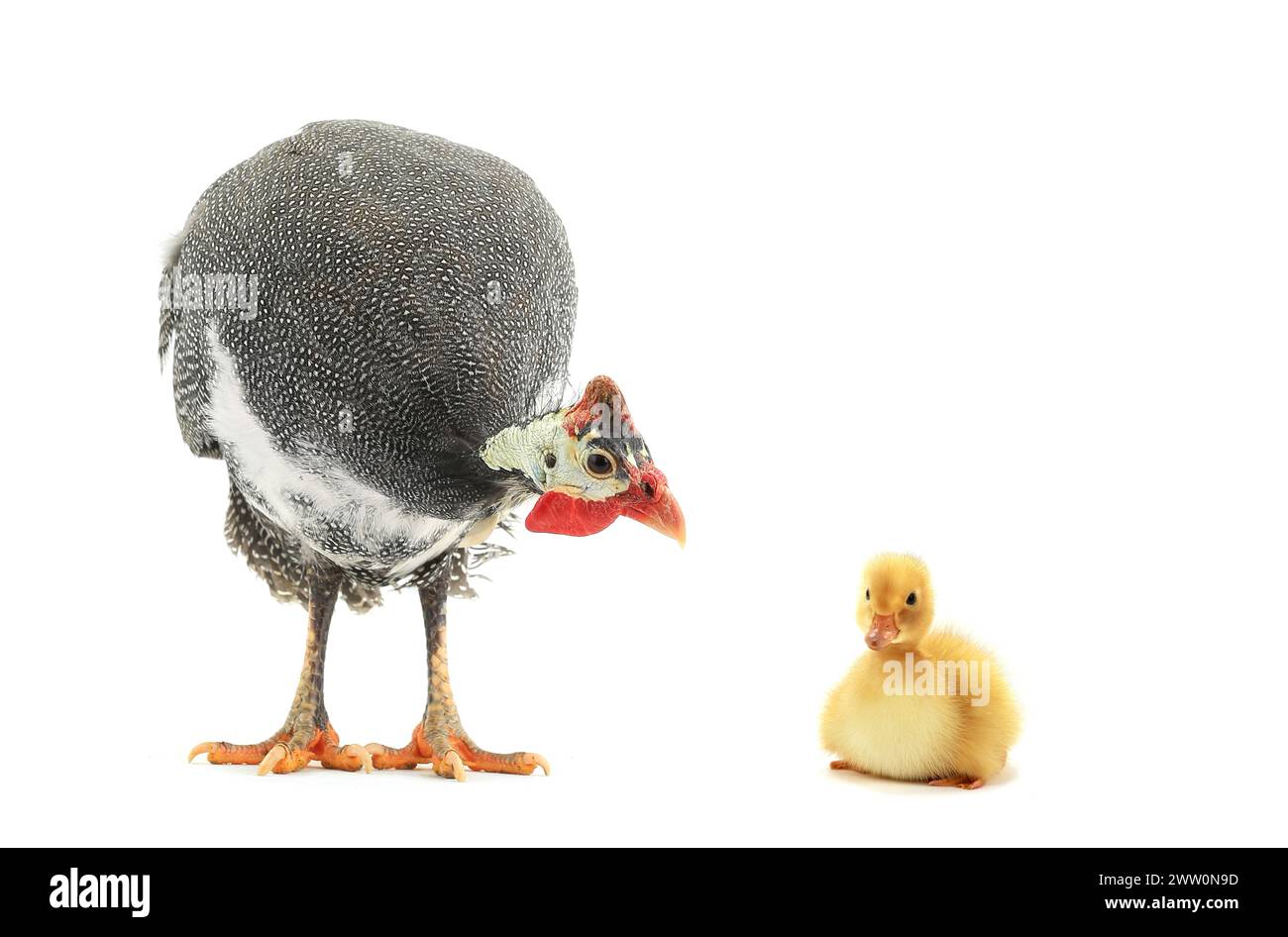 Guinea fowls and small chicken duck isolated on a white background in ...