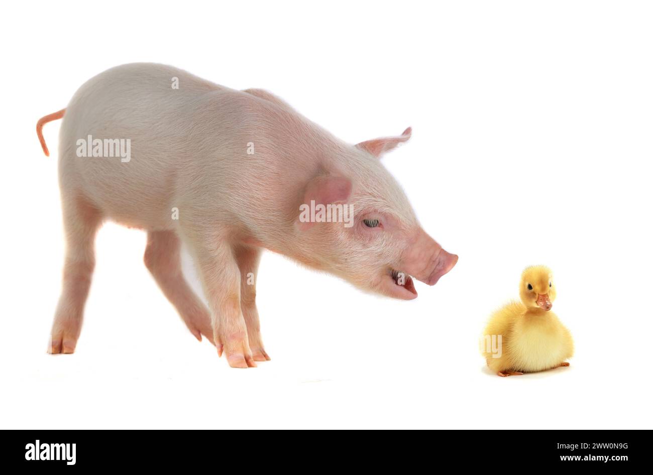 small chicken duck and pig on a white background. studio Stock Photo ...