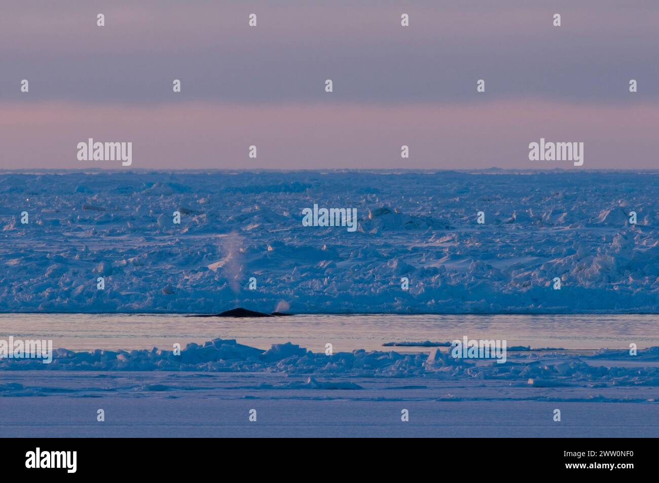 bowhead whale, Balaena mysticetus, adult swims through an open lead in ...