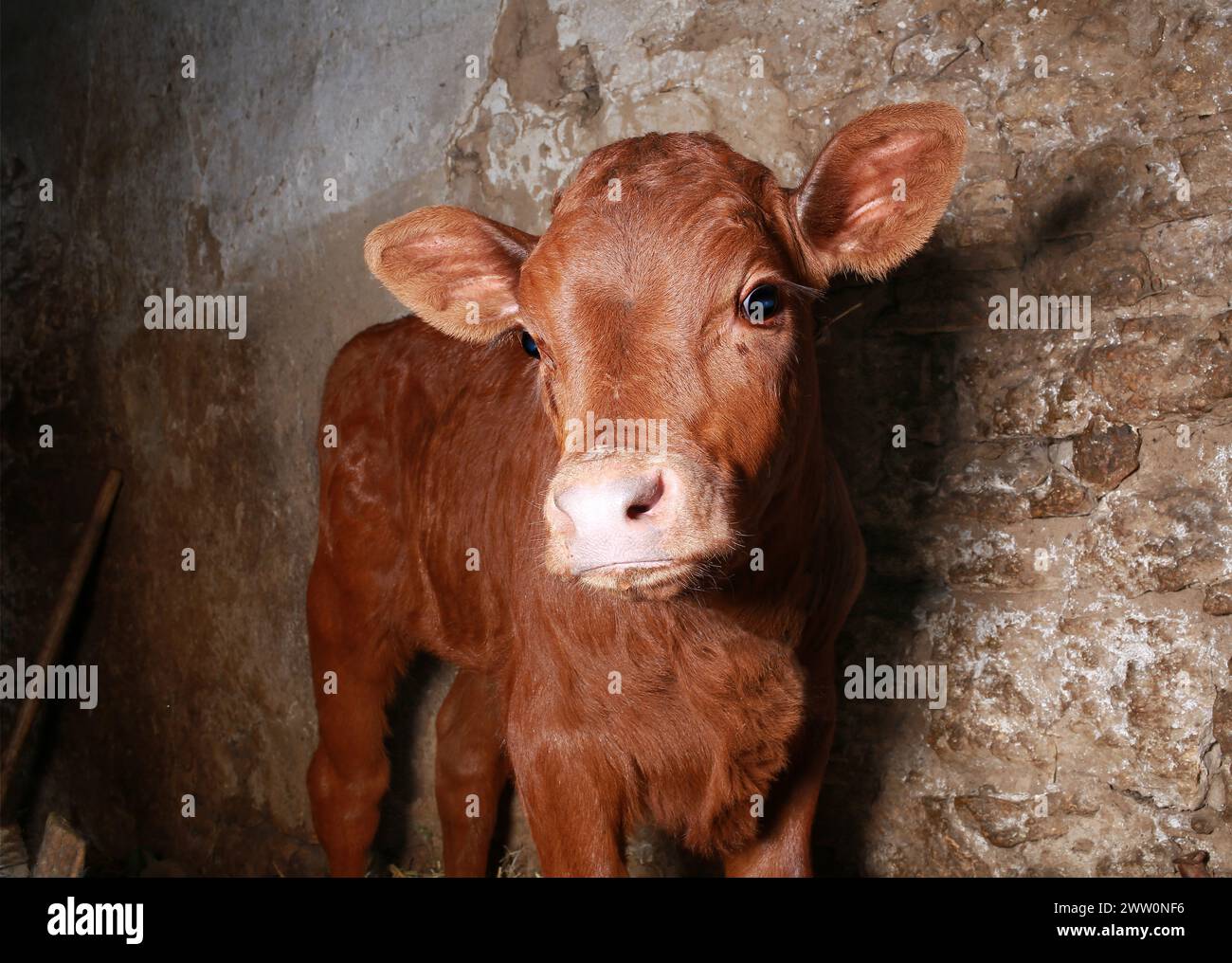 Little bull hi-res stock photography and images - Alamy