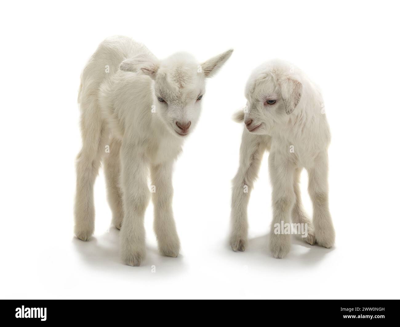 Two goat Cut Out Stock Images & Pictures - Alamy