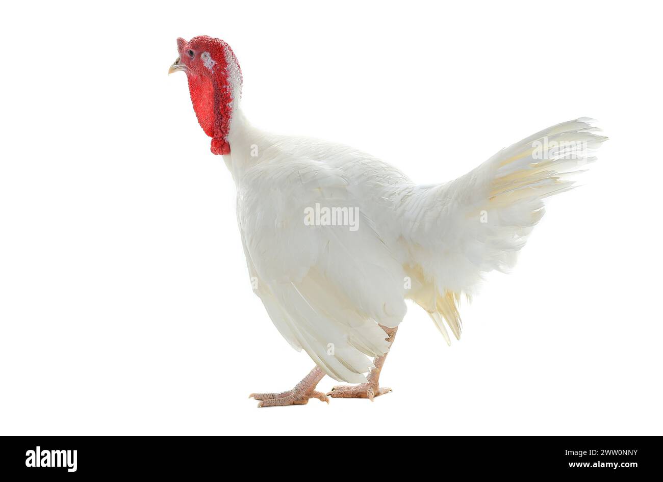 turkey isolated on a white background Stock Photo - Alamy