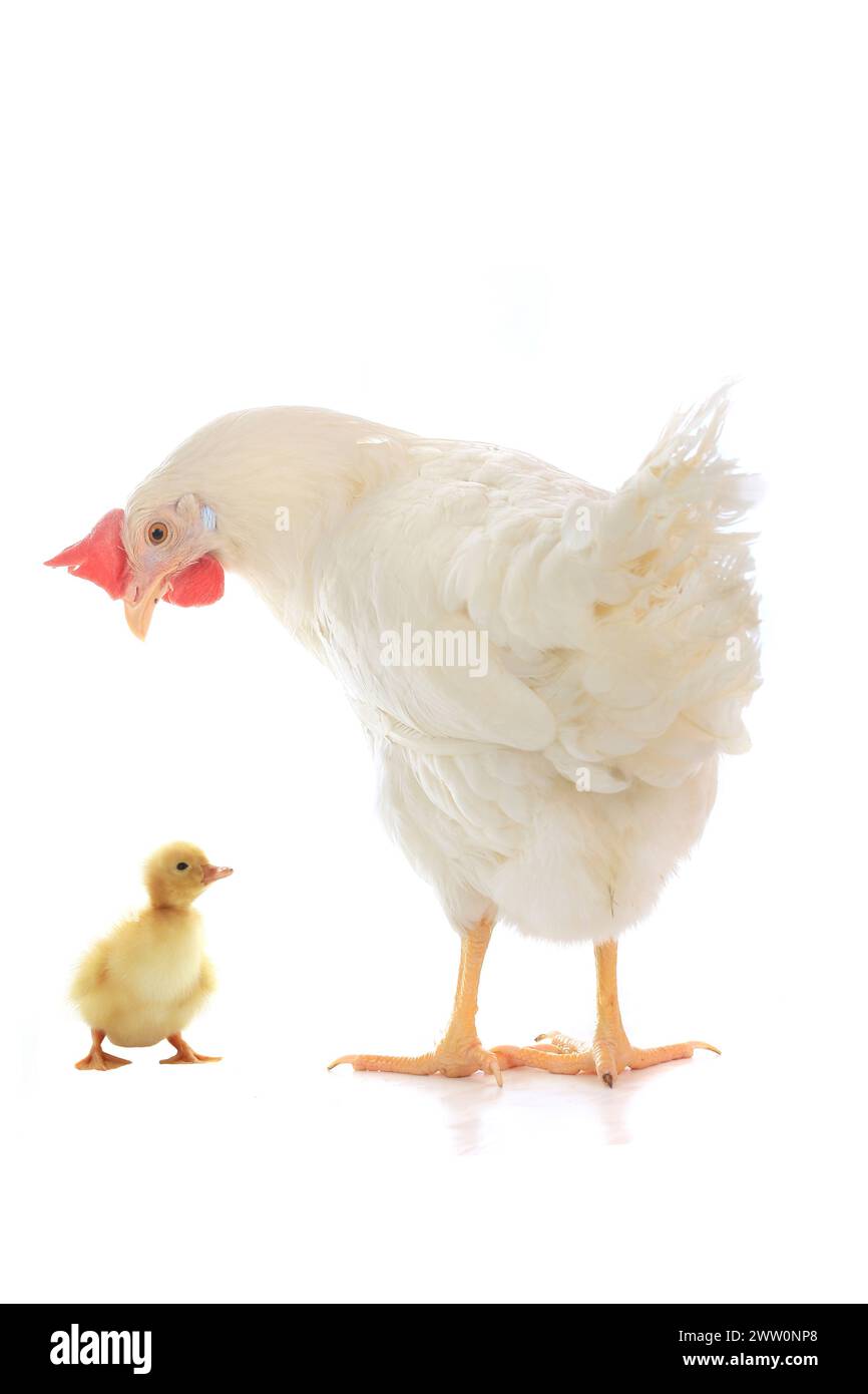 small chicken duck and hen on a white background Stock Photo - Alamy