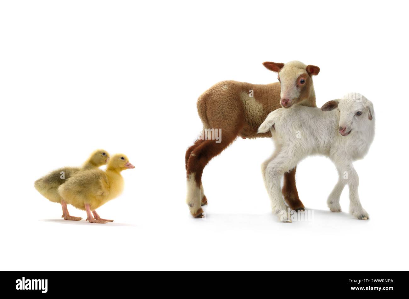 duck and sheep on a white background Stock Photo - Alamy