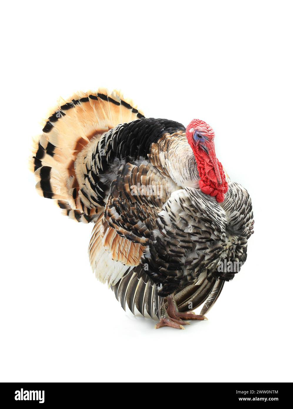 turkey with an open tail isolated on a white background Stock Photo - Alamy
