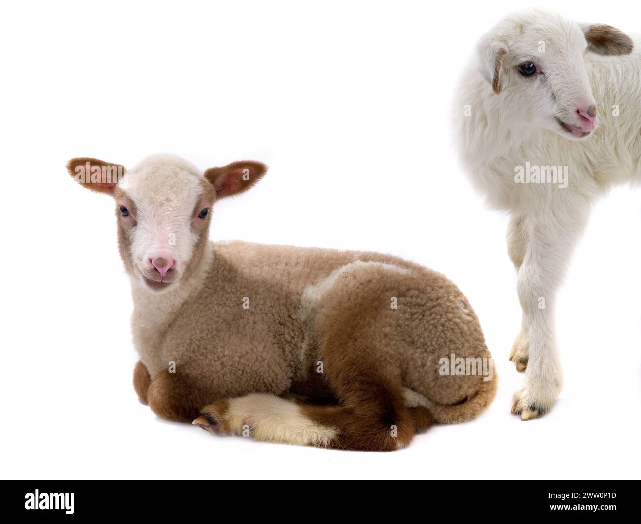 Sheep side view Cut Out Stock Images & Pictures - Alamy