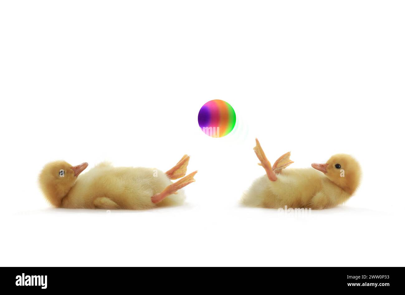 ducklings play a ball isolated on a white background Stock Photo - Alamy
