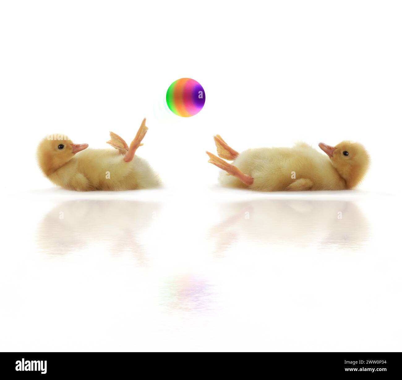 ducklings play a ball isolated on a white background Stock Photo - Alamy