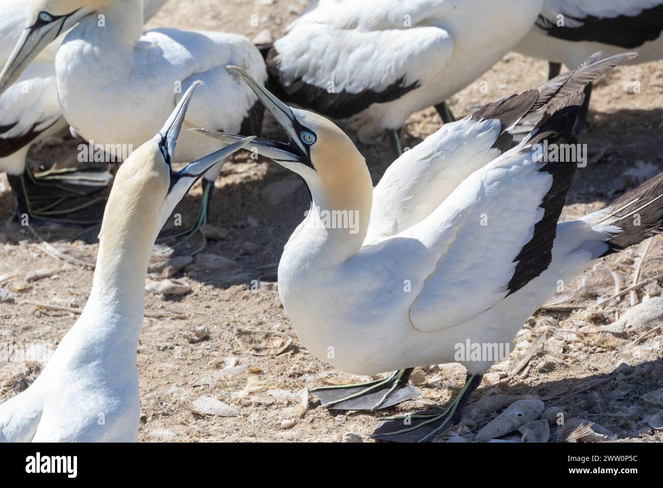 Cape Gannet (Morus capensis) at the breeding colony on Bird Island ...