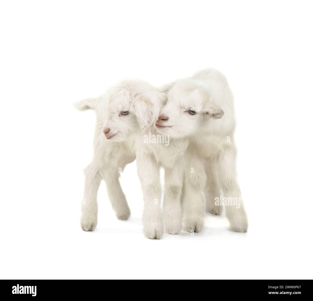 Two goat Cut Out Stock Images & Pictures - Alamy