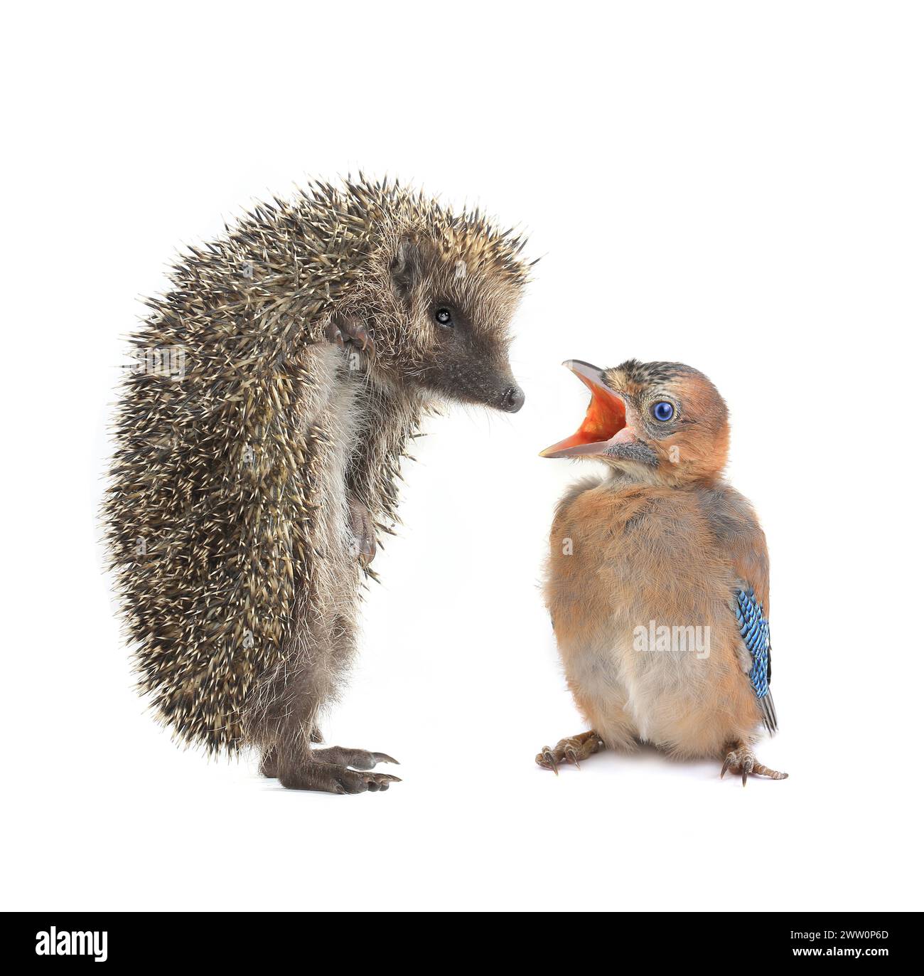 Hedgehog baby mouth hi-res stock photography and images - Alamy