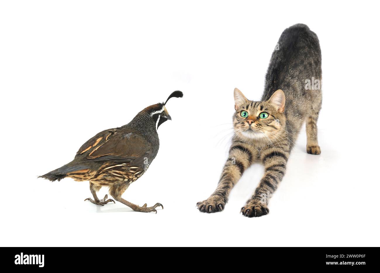 California quail on white hi-res stock photography and images - Alamy