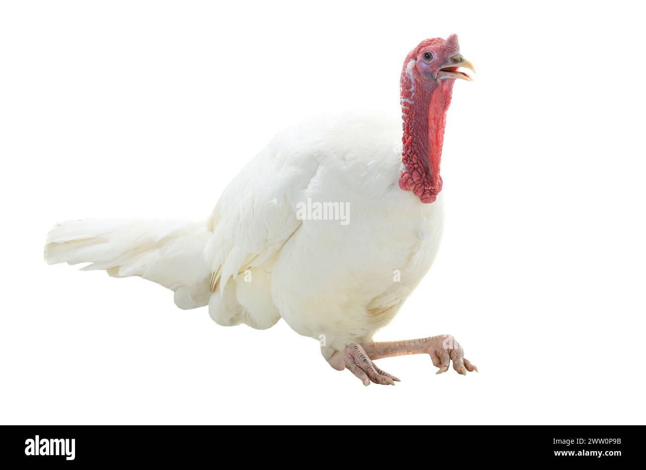 turkey isolated on a white background Stock Photo - Alamy