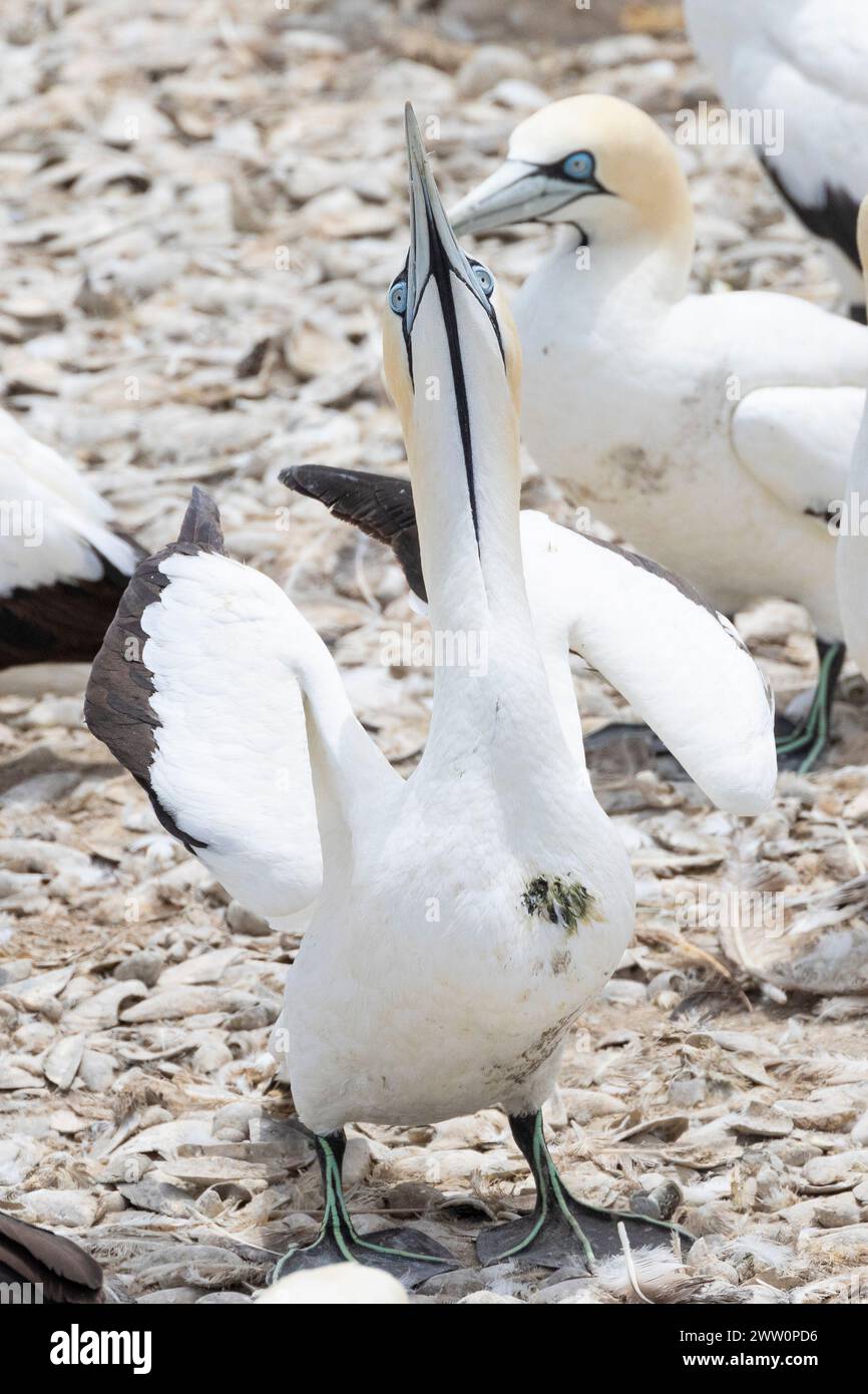 Cape Gannet (Morus capensis) skypointing, a sign of appeasment, Bird ...