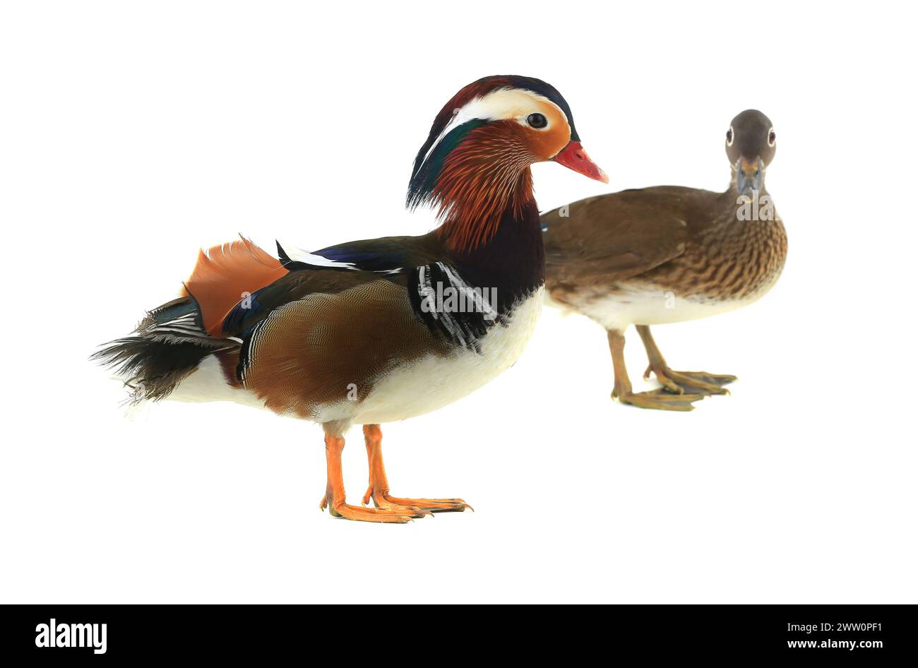 two mandarin duck isolated on white background Stock Photo - Alamy