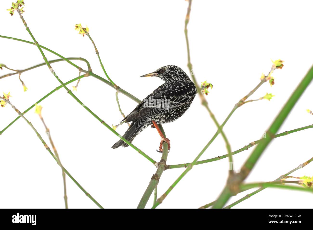 Shot starling Cut Out Stock Images & Pictures - Alamy