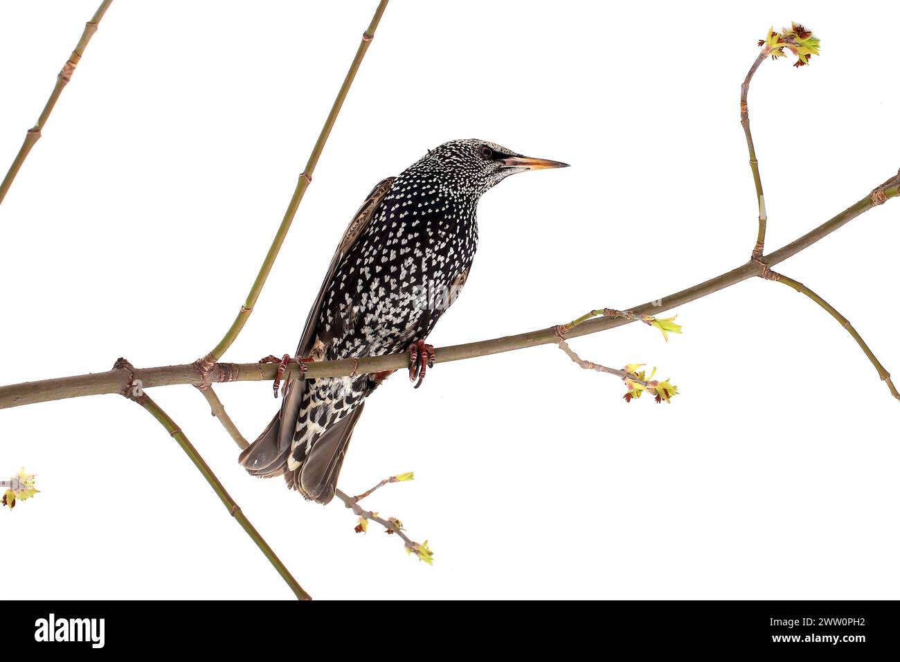 Shot starling Cut Out Stock Images & Pictures - Alamy