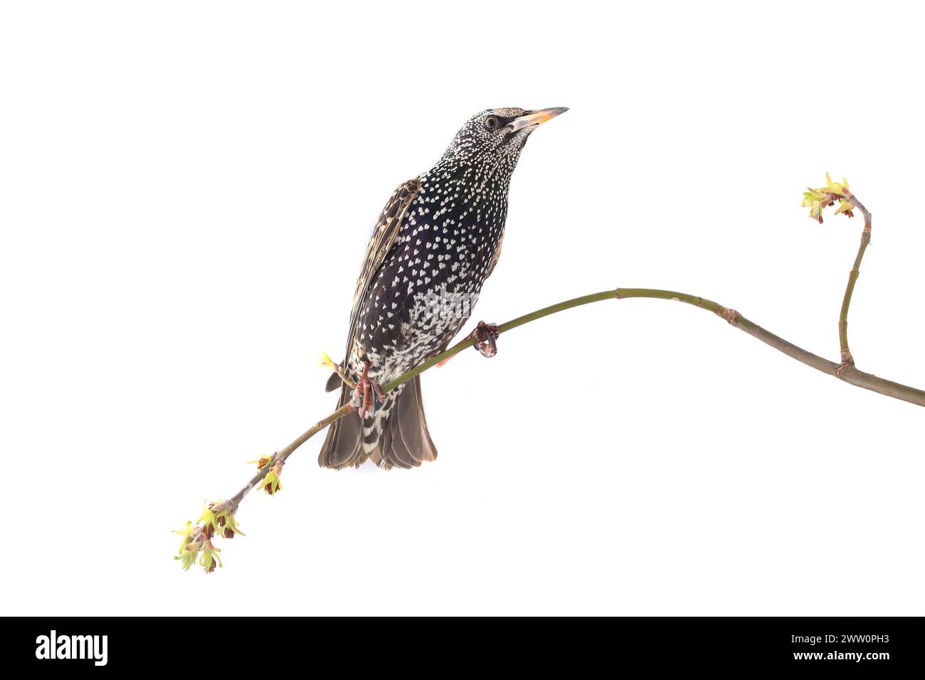 Shot starling Cut Out Stock Images & Pictures - Alamy