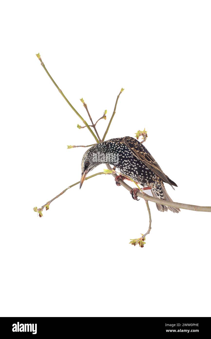 Black and white starling Cut Out Stock Images & Pictures - Alamy