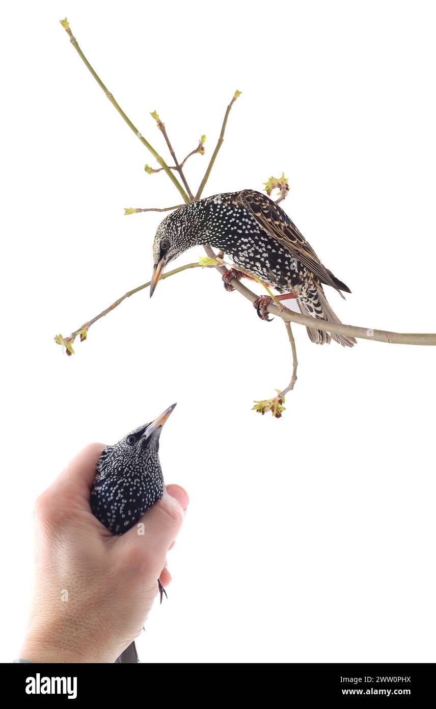Starling on the hand Cut Out Stock Images & Pictures - Alamy