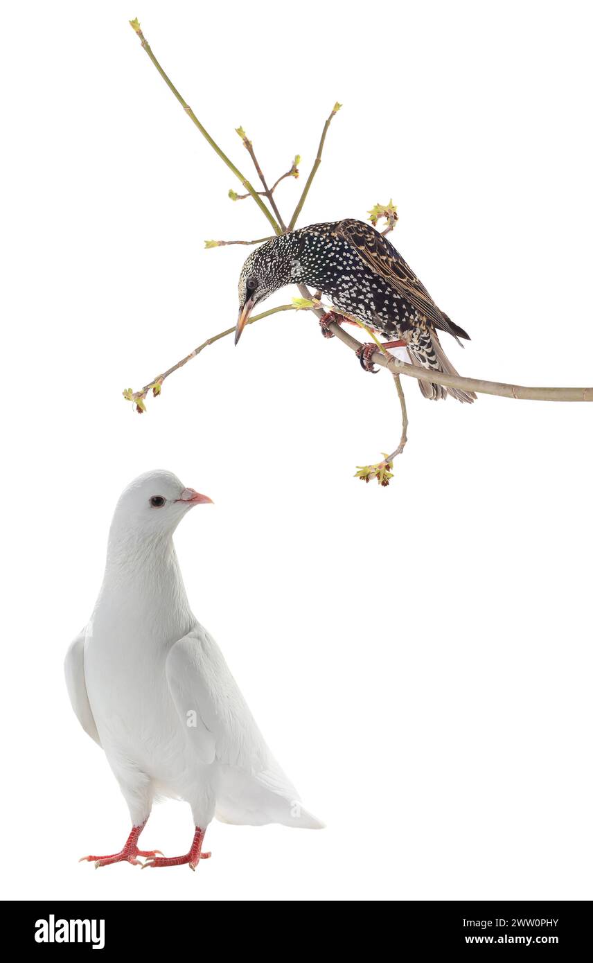 starling and white pigeon on a white background Stock Photo - Alamy