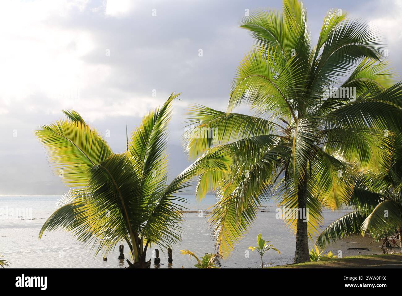 On the coast of the island of Tahiti near Teahupo'o, in the Tahiti Iti ...