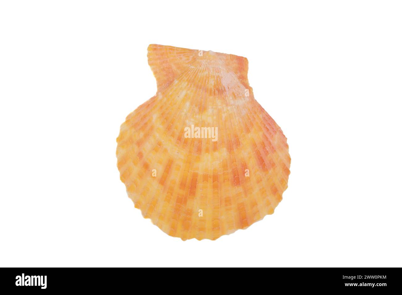 cockleshell on a white background Stock Photo - Alamy