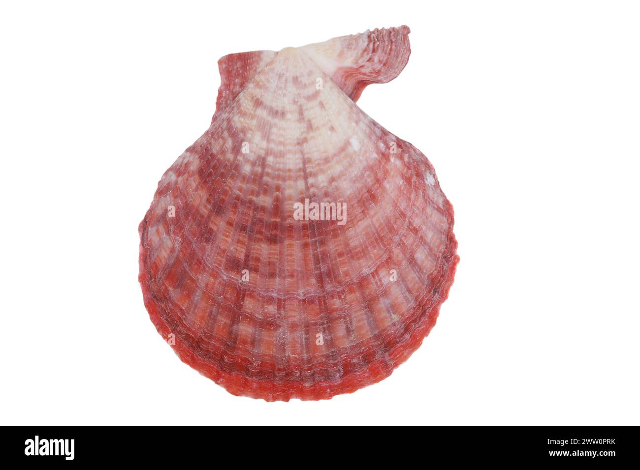 cockleshell on a white background Stock Photo - Alamy