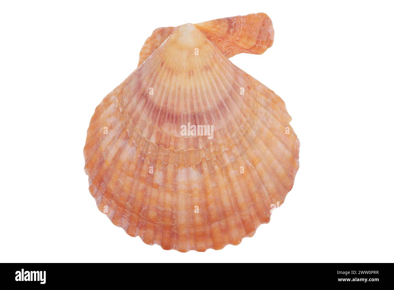 cockleshell on a white background Stock Photo - Alamy