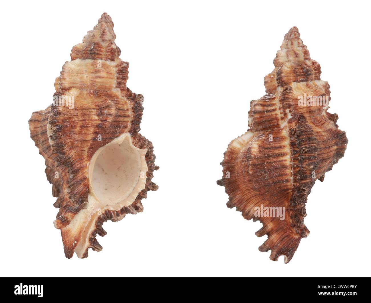 Beach background jellyfish seashell Cut Out Stock Images & Pictures - Alamy