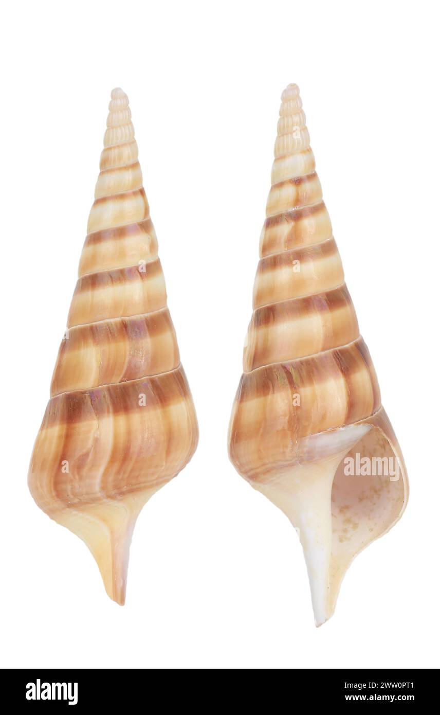 Beach background jellyfish seashell Cut Out Stock Images & Pictures - Alamy