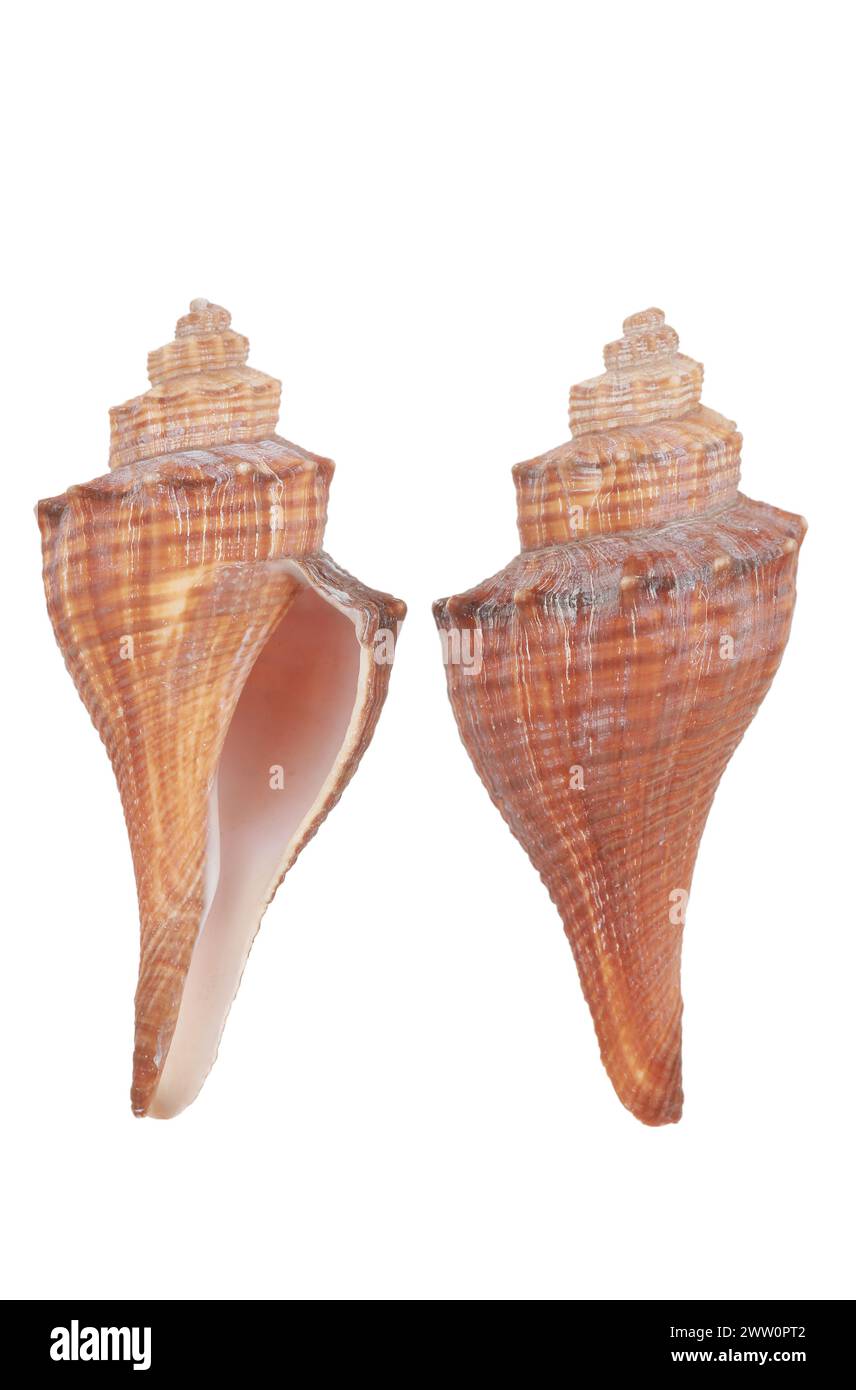 Beach background jellyfish seashell Cut Out Stock Images & Pictures - Alamy