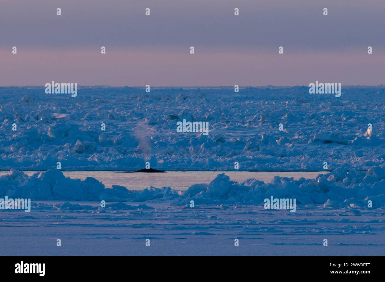 bowhead whale, Balaena mysticetus, adult swims through an open lead in ...