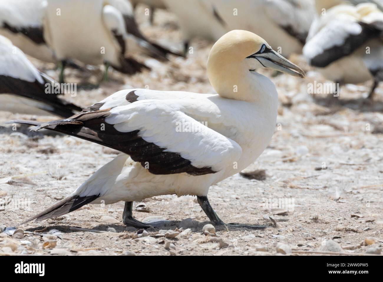 Cape Gannet (Morus capensis) at the breeding colony on Bird Island ...