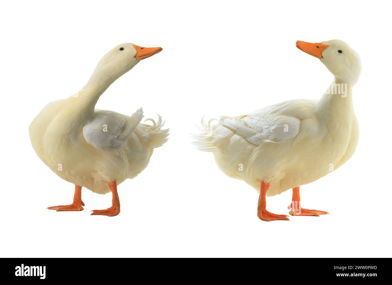 Two cute wild duck Cut Out Stock Images & Pictures - Alamy