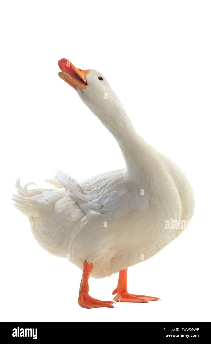 Duck on a white background Stock Photo - Alamy