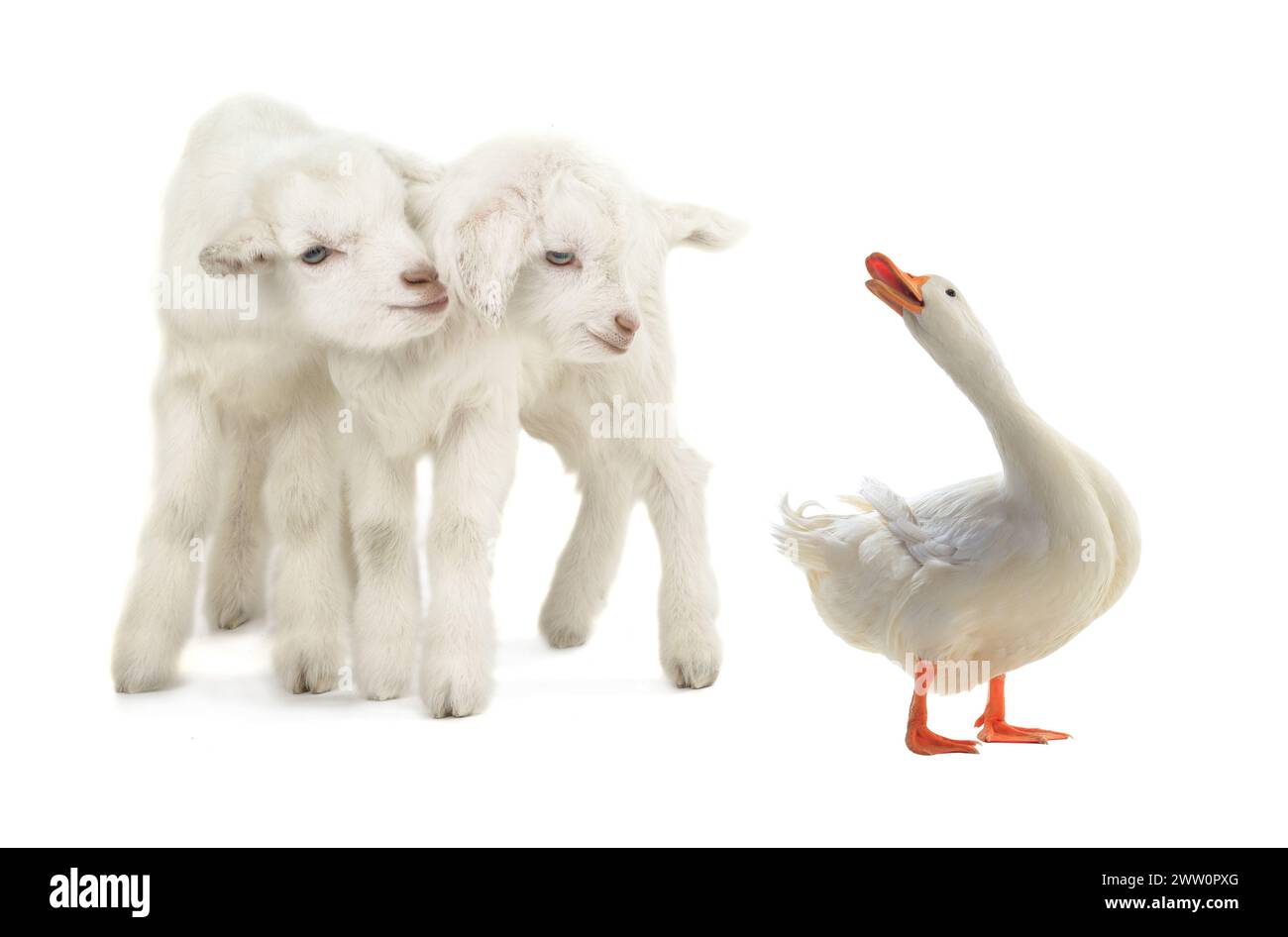 Duck duck goat hi-res stock photography and images - Alamy