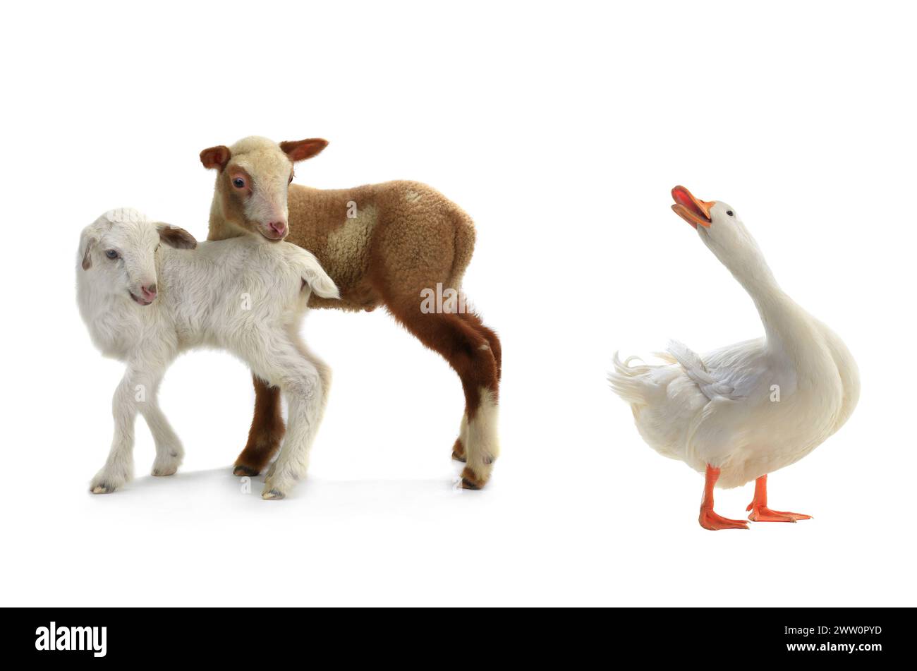 duck and sheep on a white background Stock Photo - Alamy