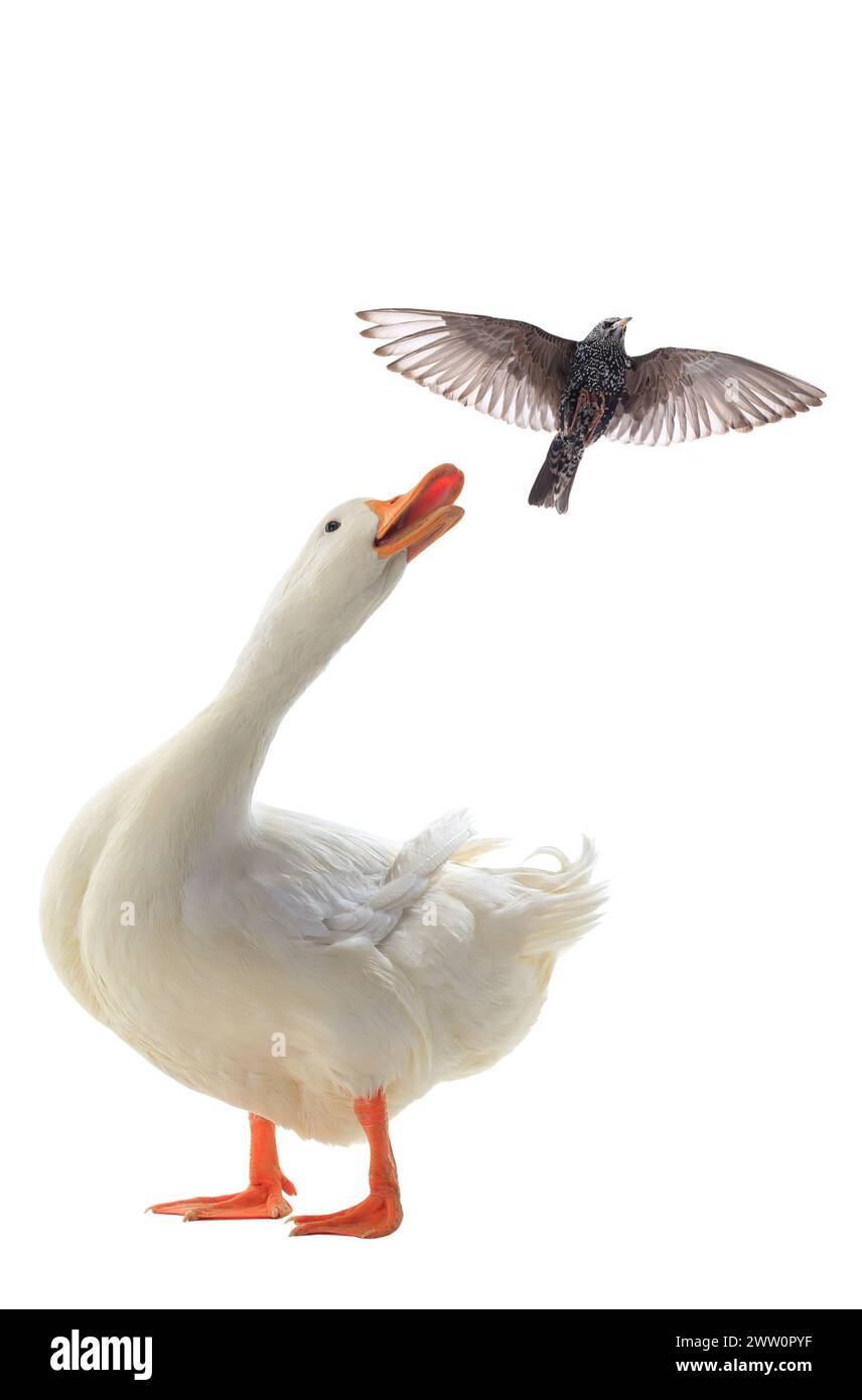 Starling and Duck on a white background Stock Photo - Alamy