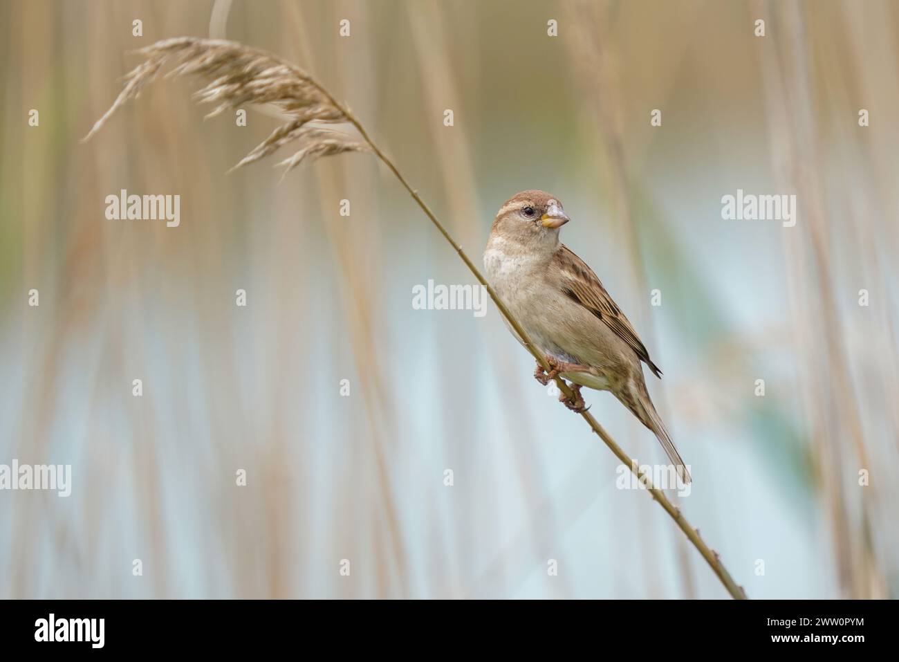 Reed branch hi-res stock photography and images - Alamy