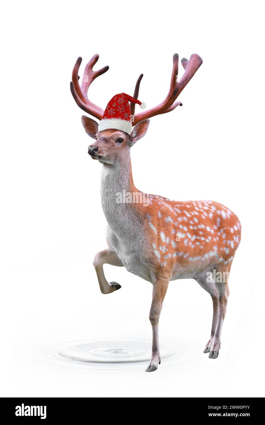 red hat on Spotty a deer is isolated in a white background Stock Photo ...