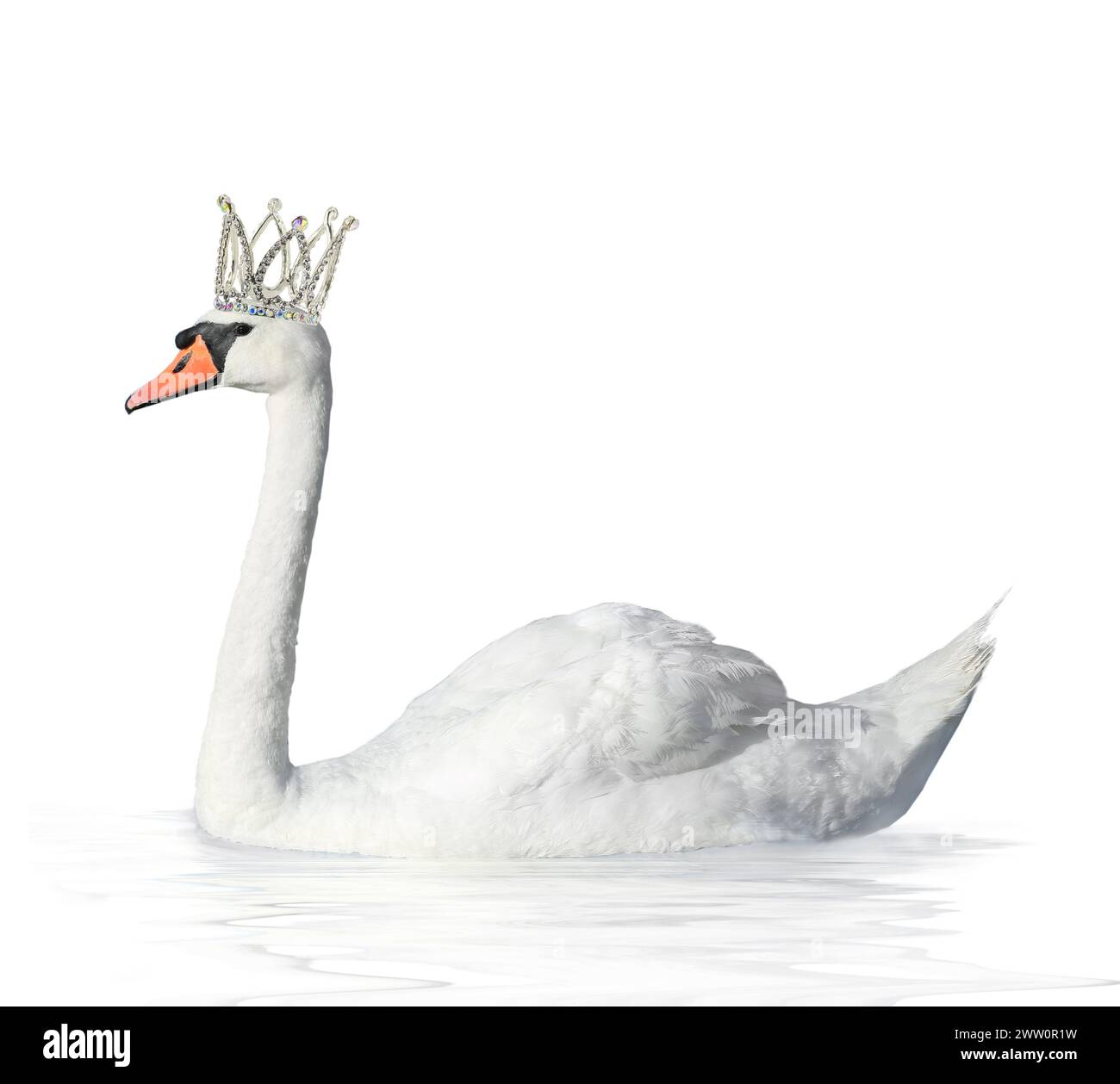 Swan with a crown hi-res stock photography and images - Alamy