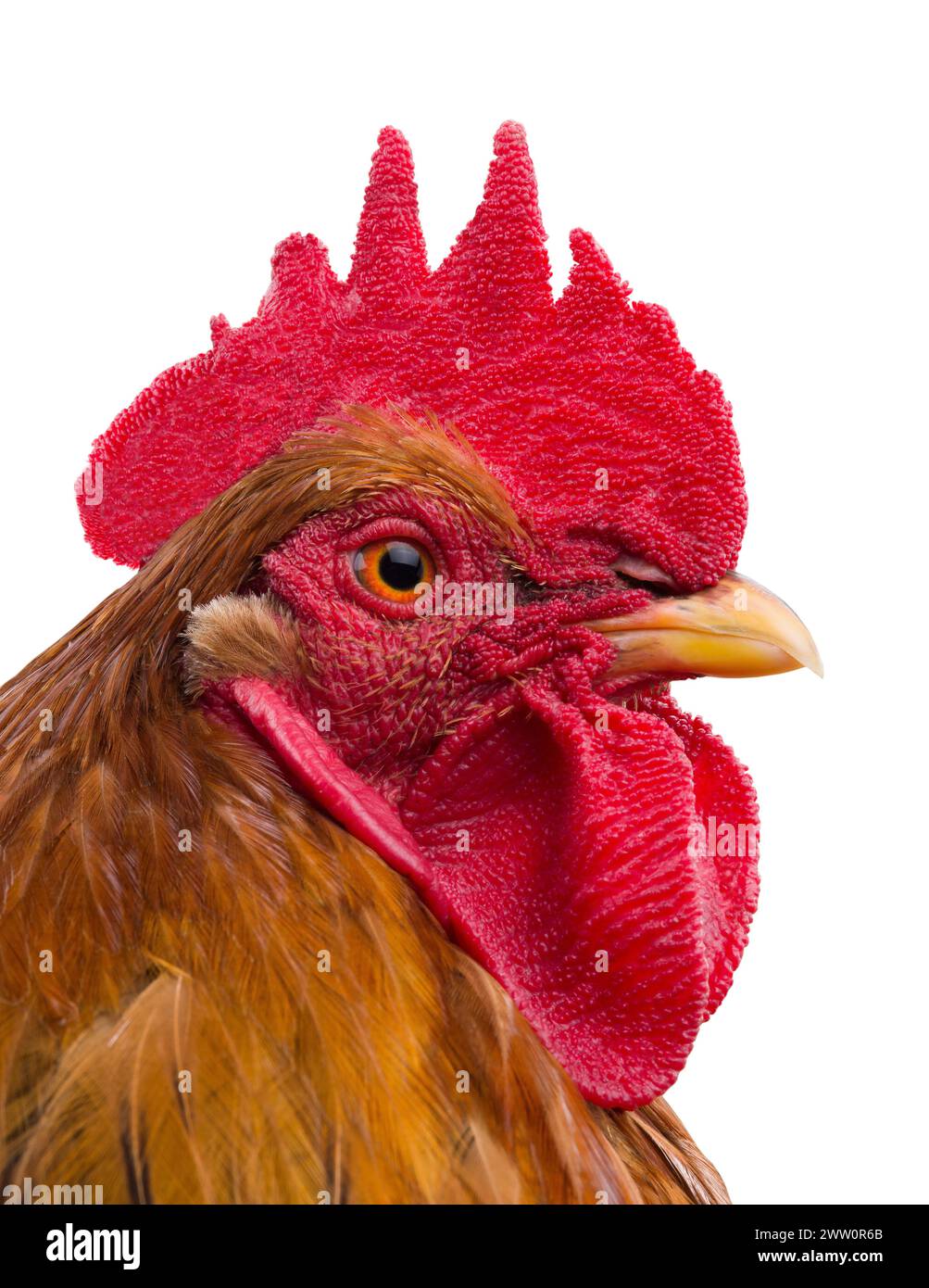 rooster isolated on a wheat background Stock Photo - Alamy