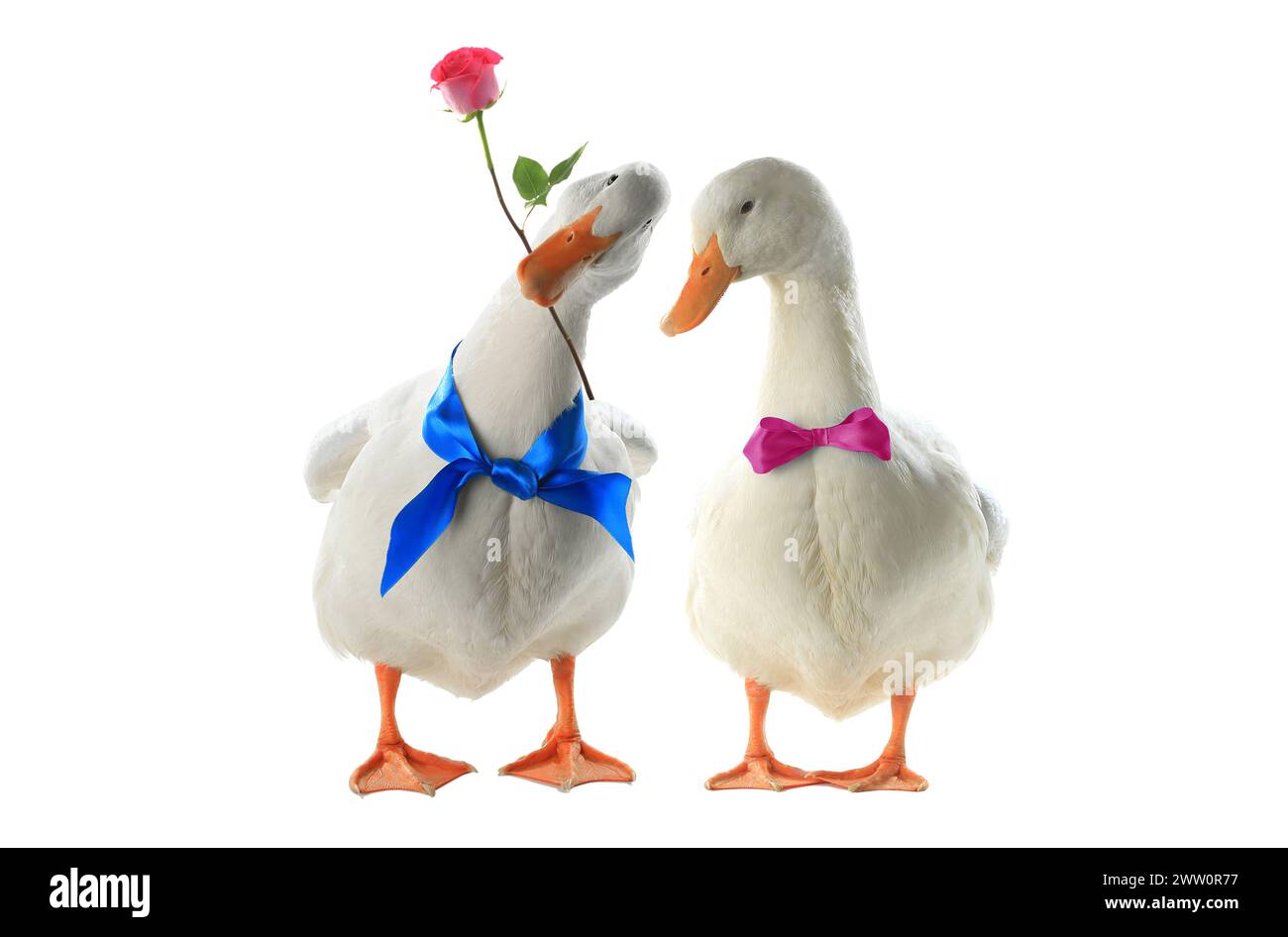 Two cute wild duck Cut Out Stock Images & Pictures - Alamy