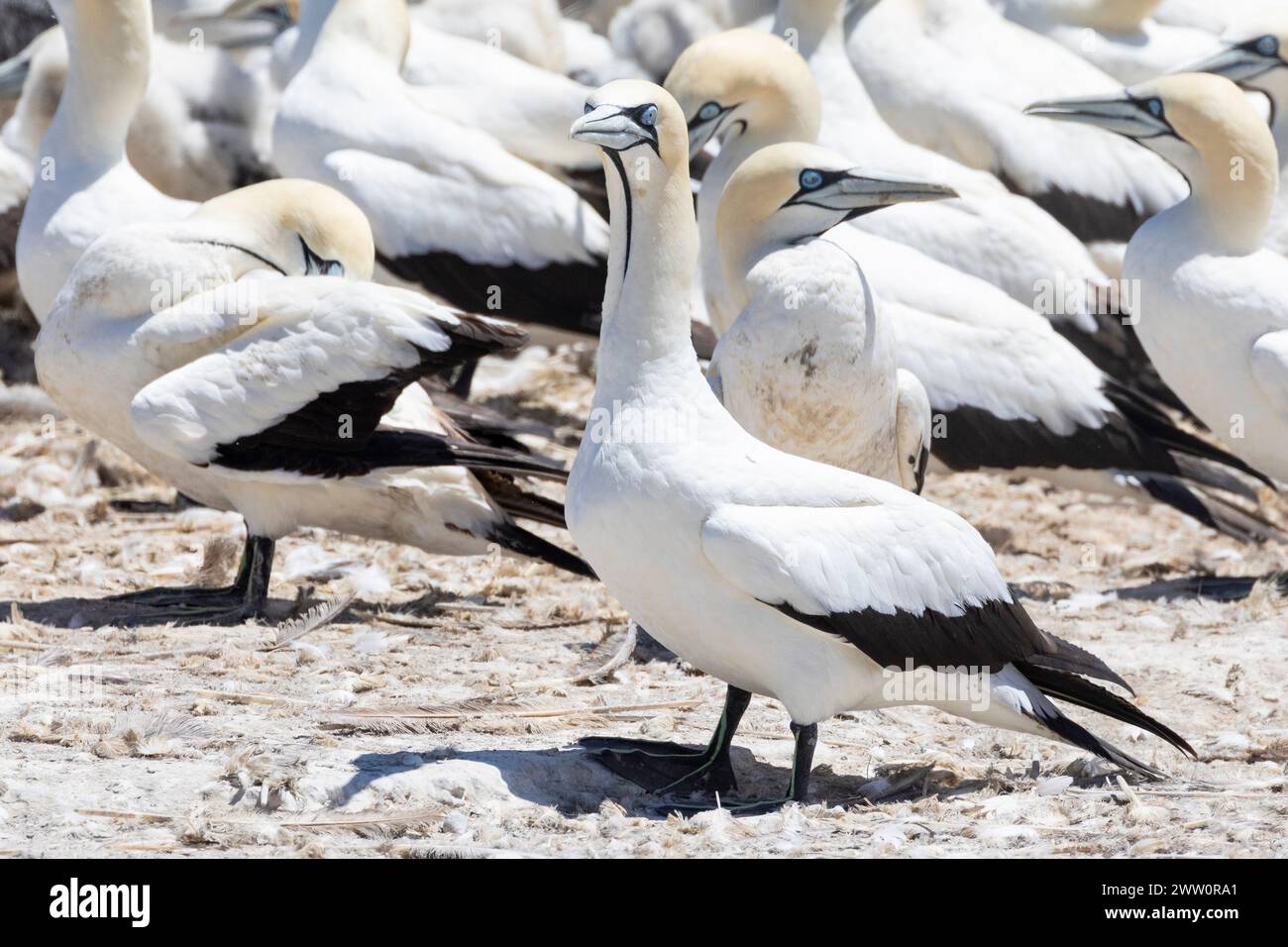 Cape Gannet (Morus capensis) at the breeding colony on Bird Island ...