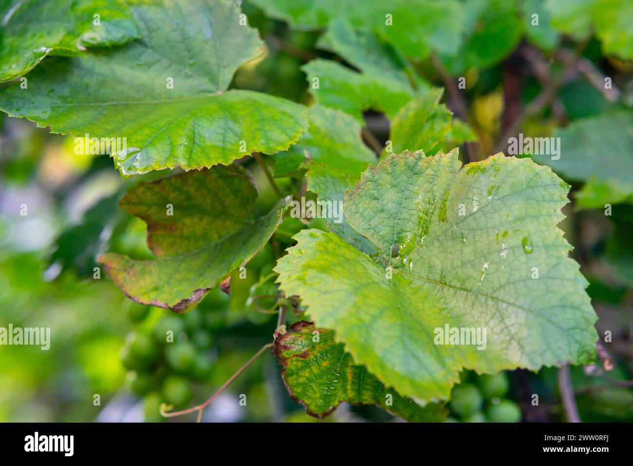 Grapes with rain drops hi-res stock photography and images - Alamy
